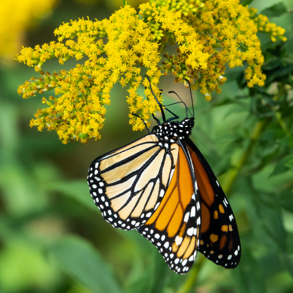 PA Farm Bureau Comments - Monarch Butterfly | Pennsylvania Farm ...